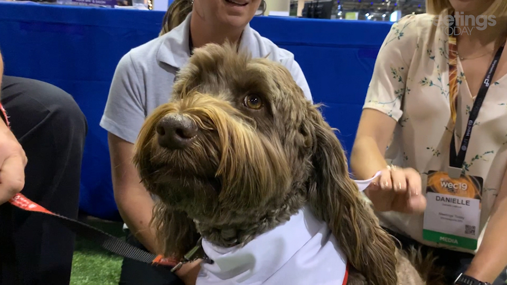 Why Attendees Should 'Paws' for a Break: Therapy Dog Event Trend ...
